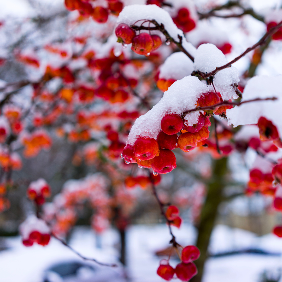 December's Seasonal Produce Guide